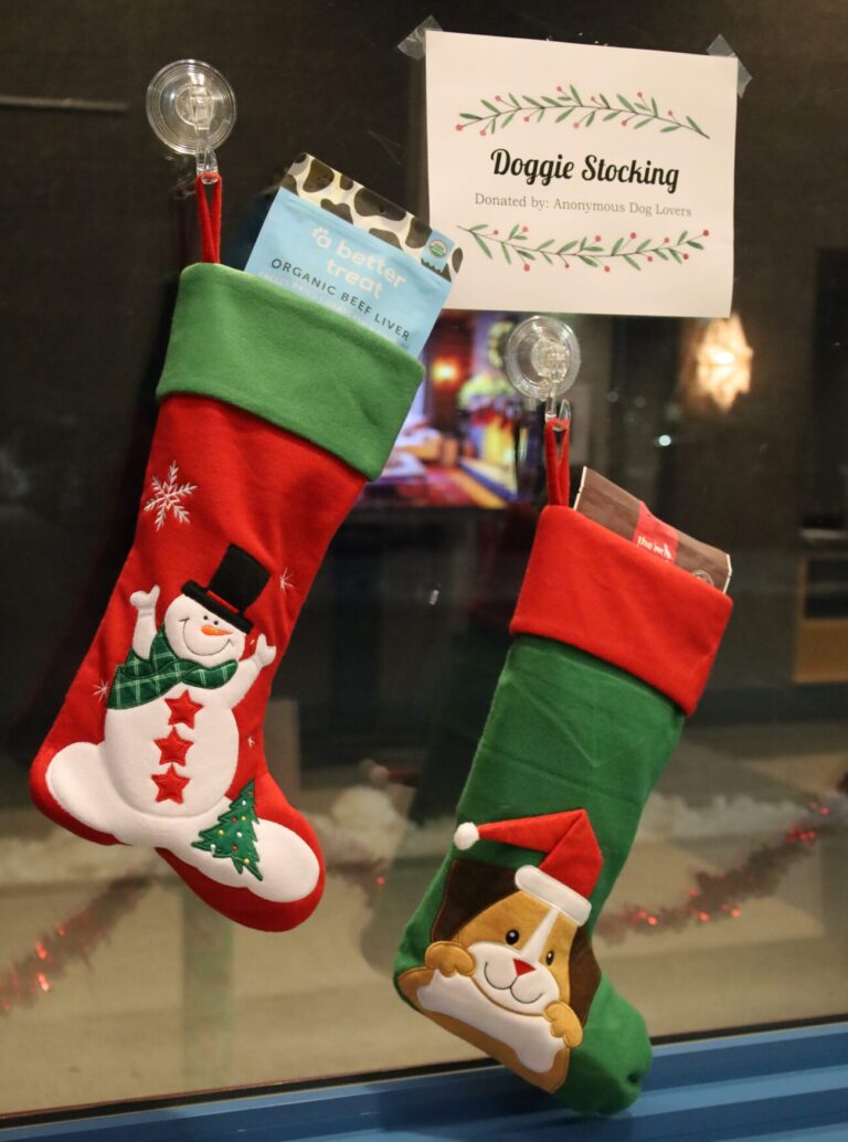 PHOTOS: Chelmsford High National Honor Society's Festival of Trees ...